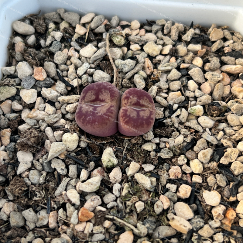 Discover Rare Succulent Plants at Vivian Lithops Garden