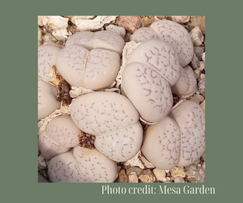 Discover Rare Succulent Plants at Vivian Lithops Garden