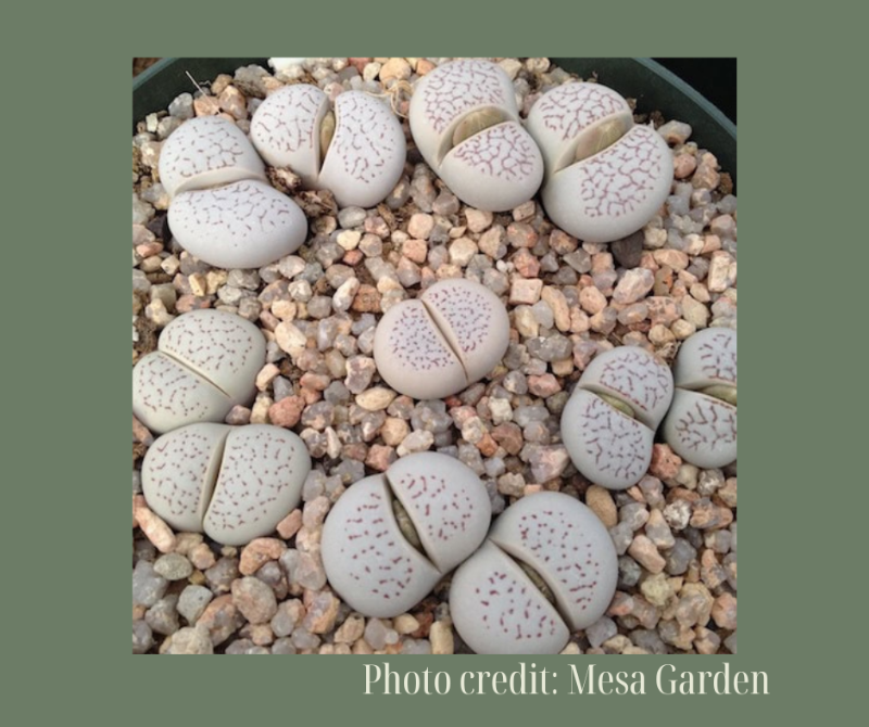Discover Rare Succulent Plants at Vivian Lithops Garden