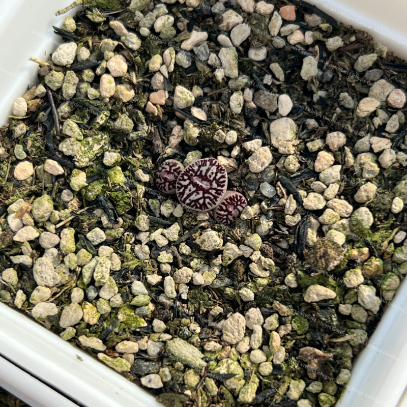 Conophytums | Discover Rare Succulent Plants at Vivian Lithops Garden